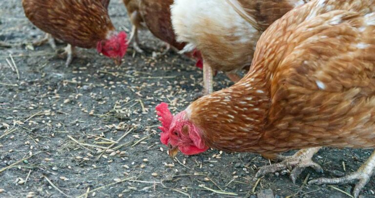 Nessuno spaventava le galline (1876) – Bollettino Salesiano OnLine